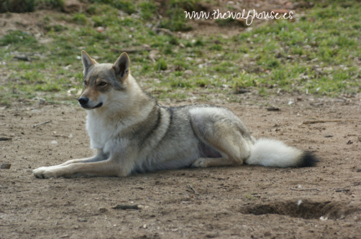 Perro lobo checoslovaco criadero The Wolf House