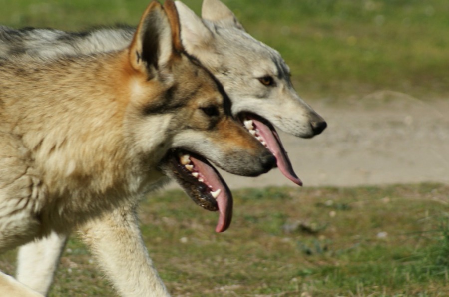 Perro lobo checoslovaco criadero The Wolf House